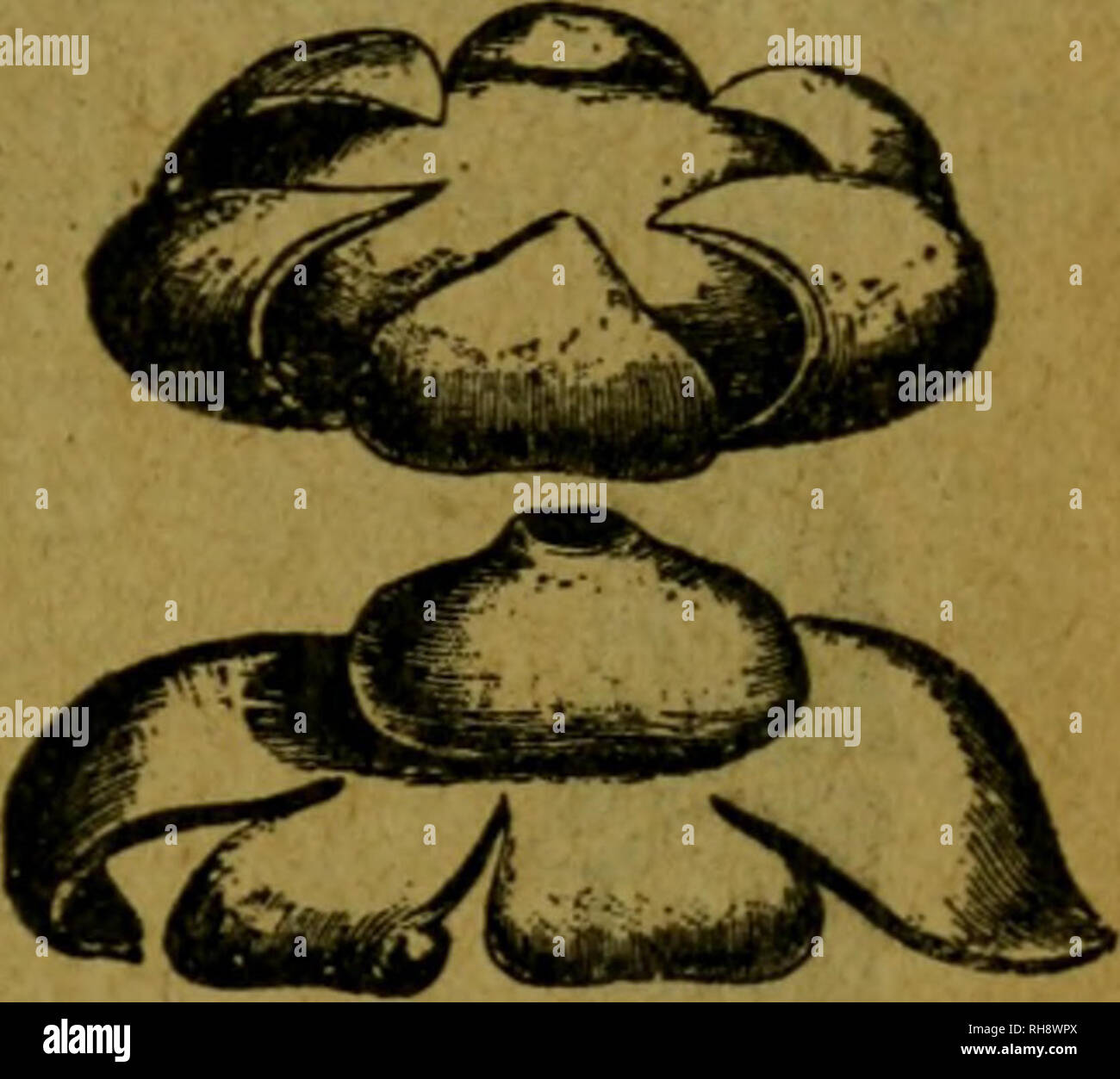 Hongos estrella de la tierra hi-res stock photography and images - Alamy