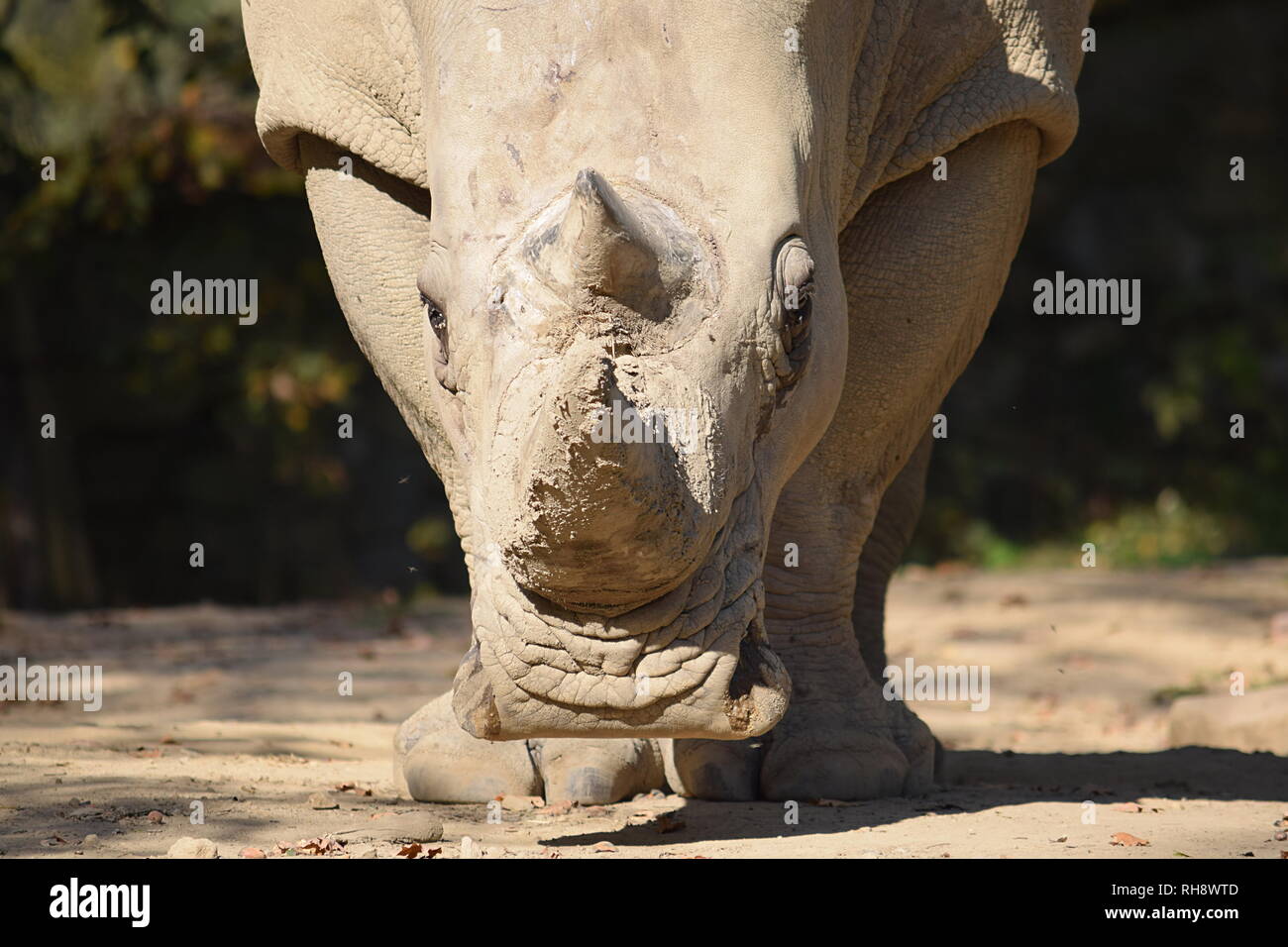 Rhinoceros Front View Close up Stock Photo - Alamy
