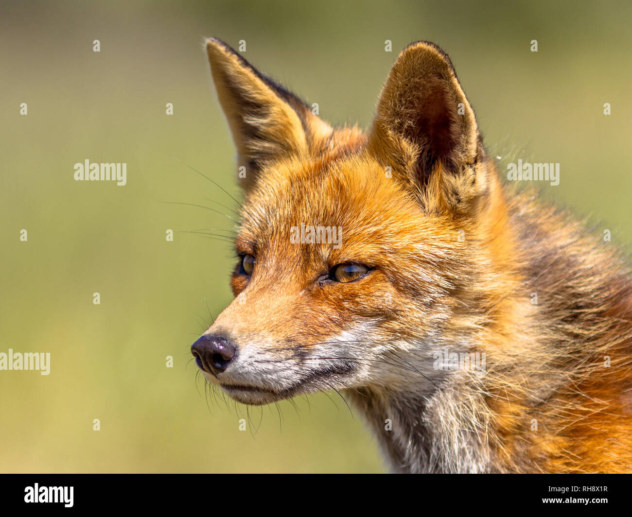 Red fox (Vulpes vulpes) portrait with bright green background. This ...
