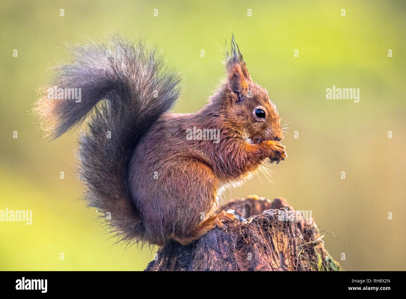 Red squirrel (Sciurus vulgaris) on tree trunk while animal is eating ...