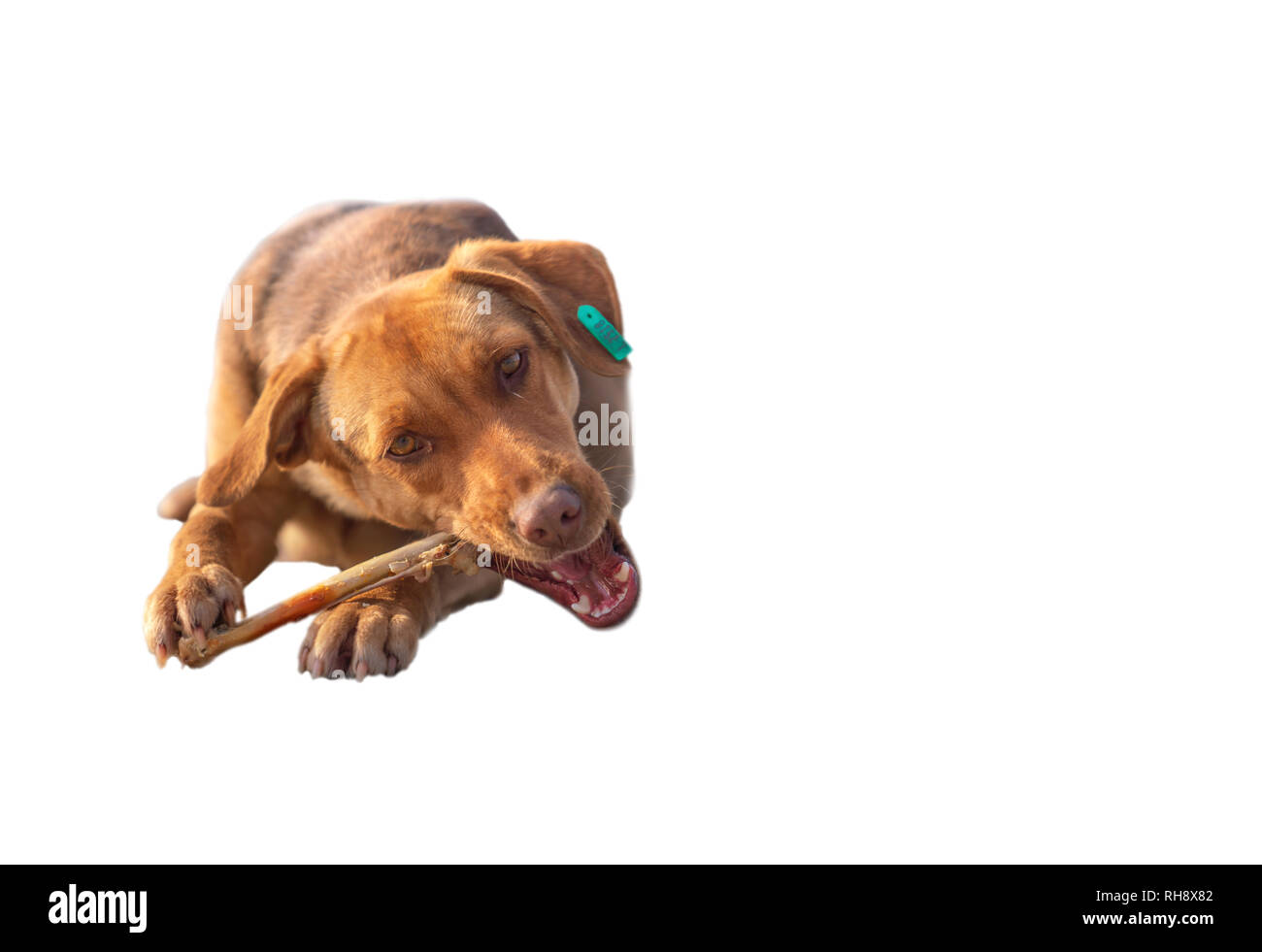 White dog in park Cut Out Stock Images & Pictures - Alamy