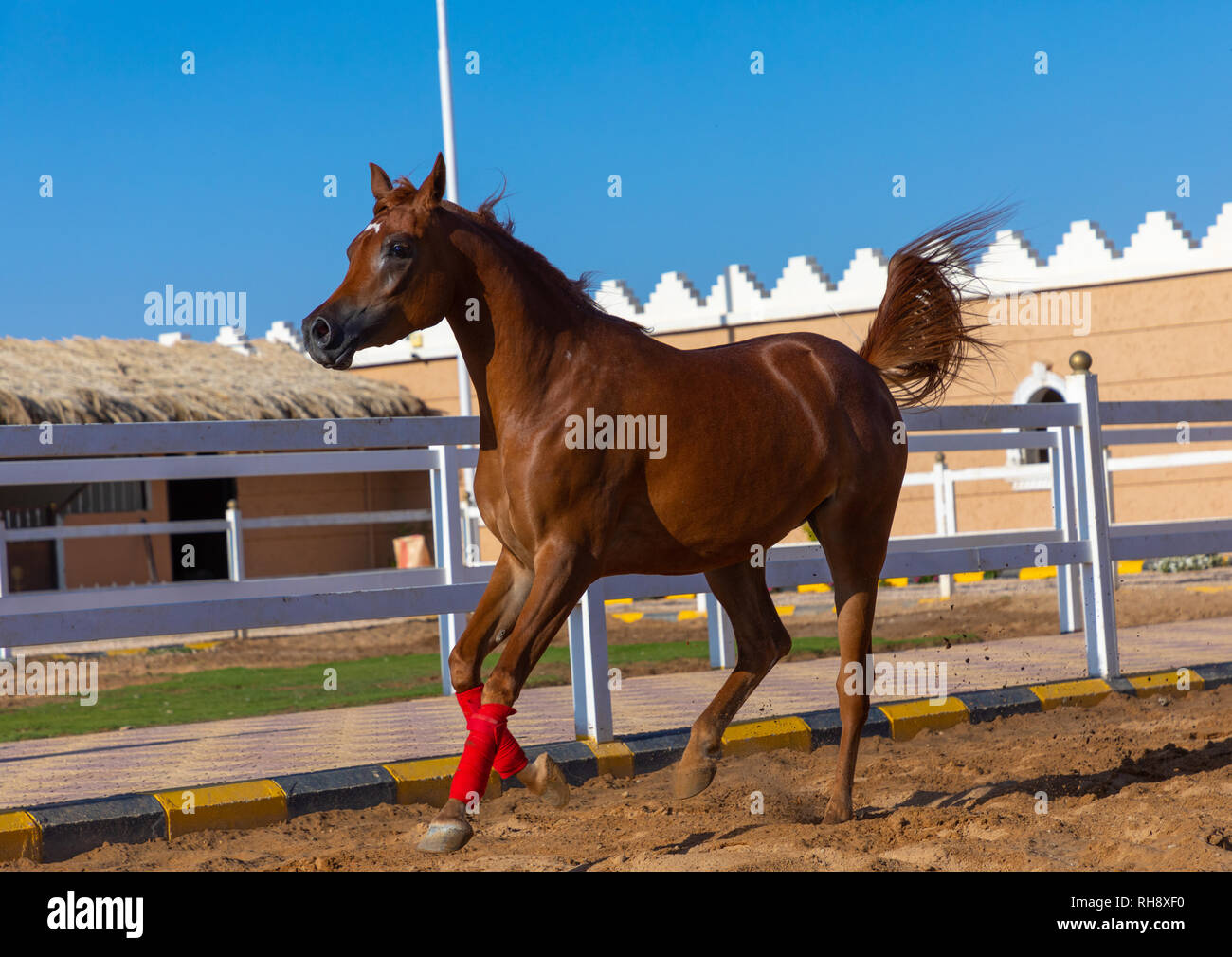 Saudi181257 hi-res stock photography and images - Alamy