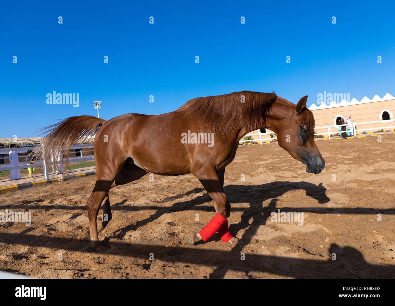 Arabian horse running hi-res stock photography and images - Alamy