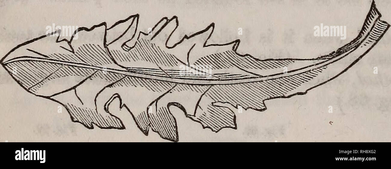 Lobed leaves fan hi-res stock photography and images - Alamy