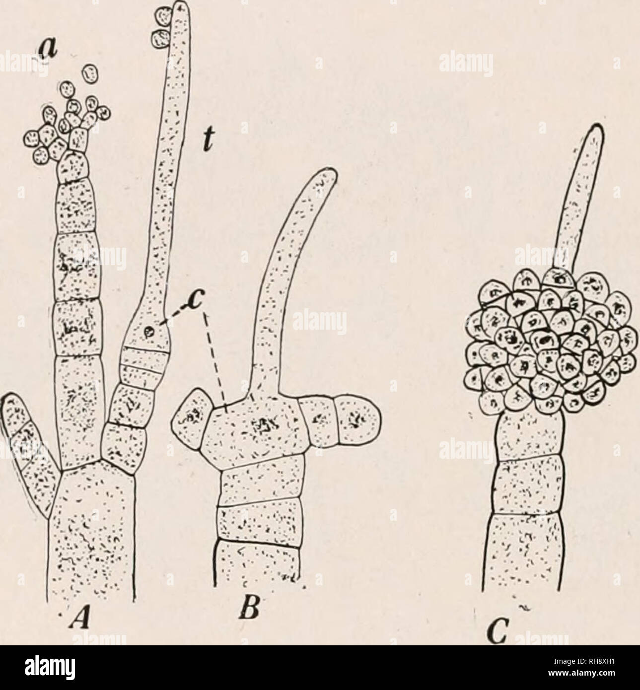 Nemalion hi-res stock photography and images - Alamy