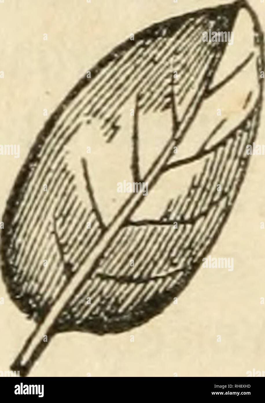 Beniform hi-res stock photography and images - Alamy