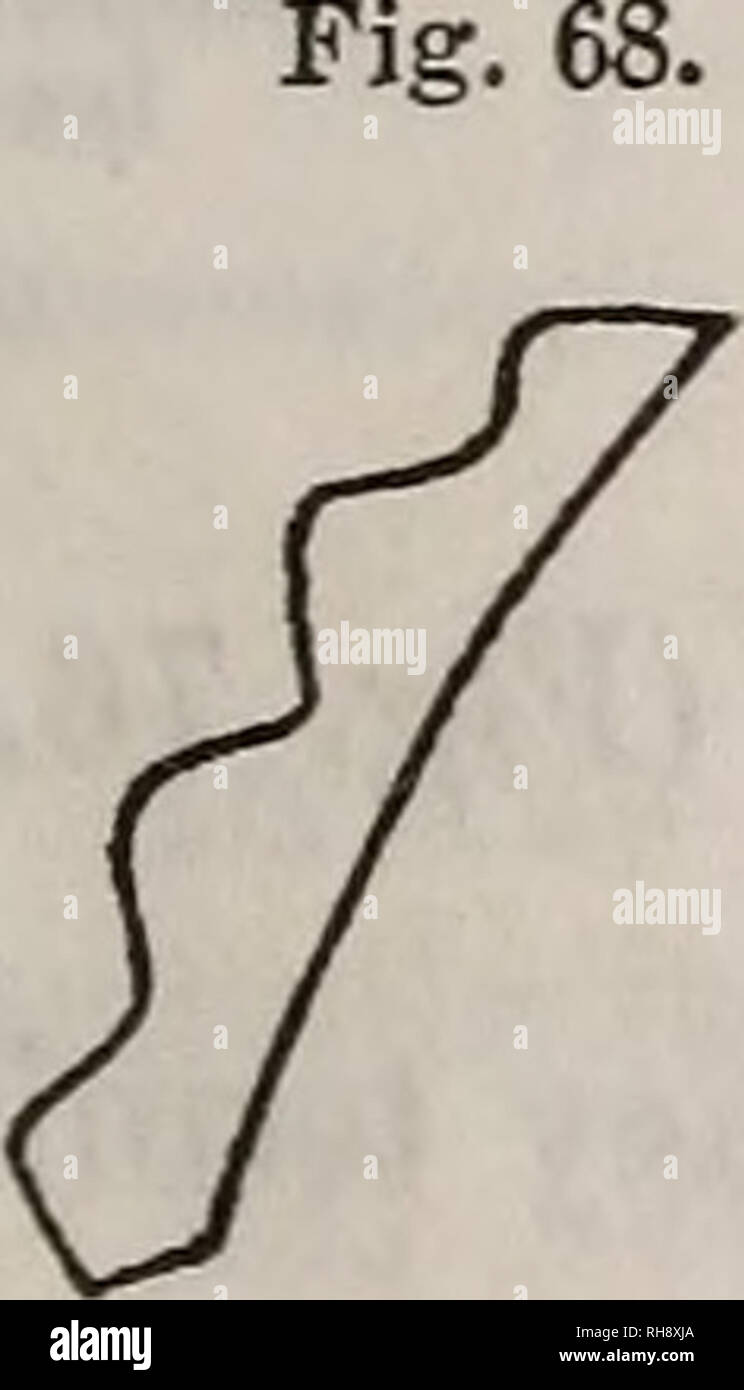 . Botany of the southern states. In two parts. Botany. Serrate leaf ...