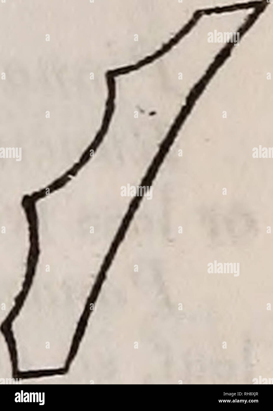 . Botany of the southern states. In two parts. Botany. Serrate leaf ...