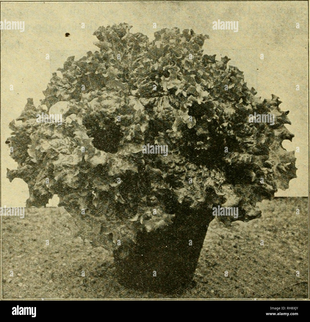 . The botany of crop plants; a text and reference book. Botany ...