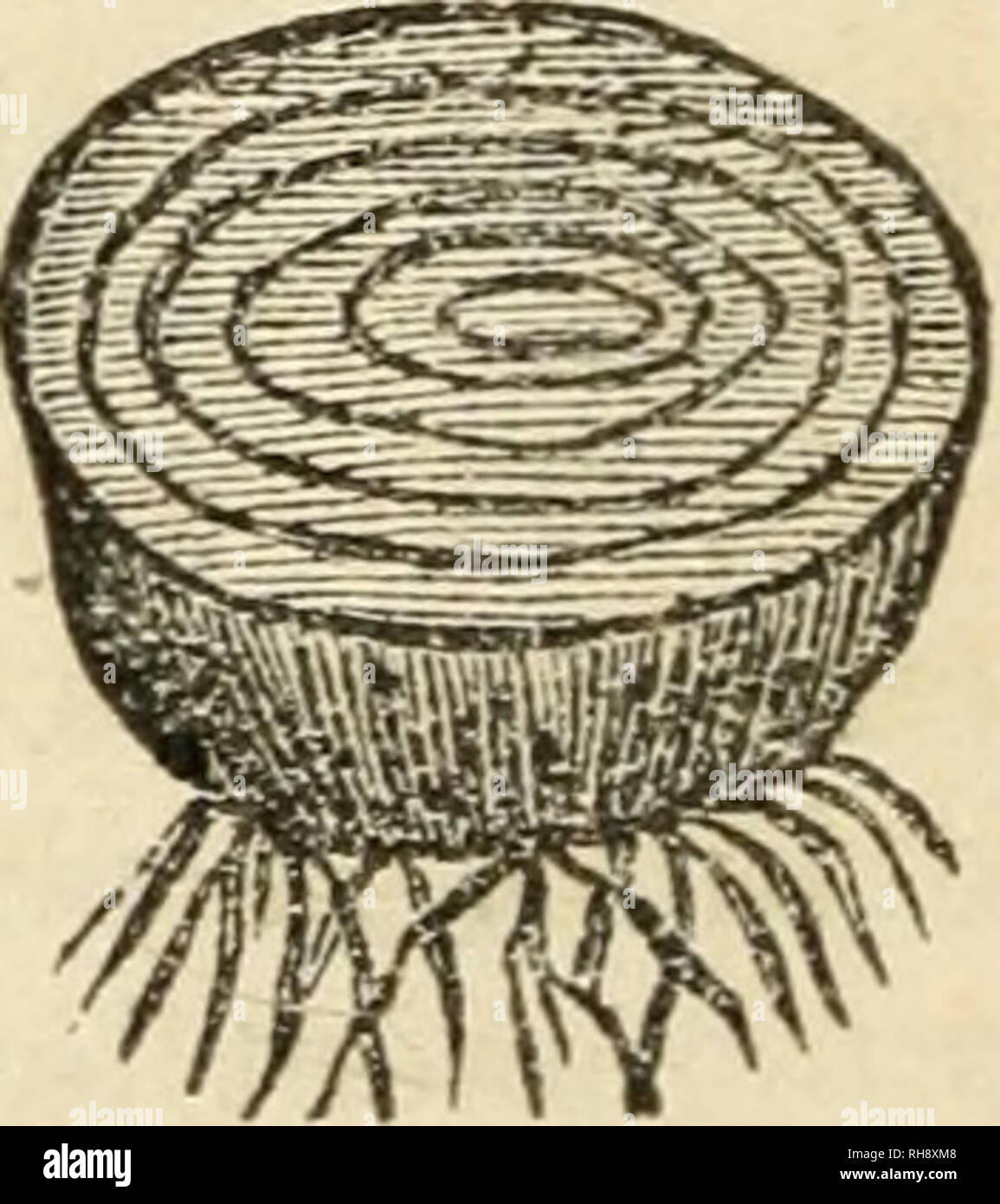 Cormus hi-res stock photography and images - Alamy