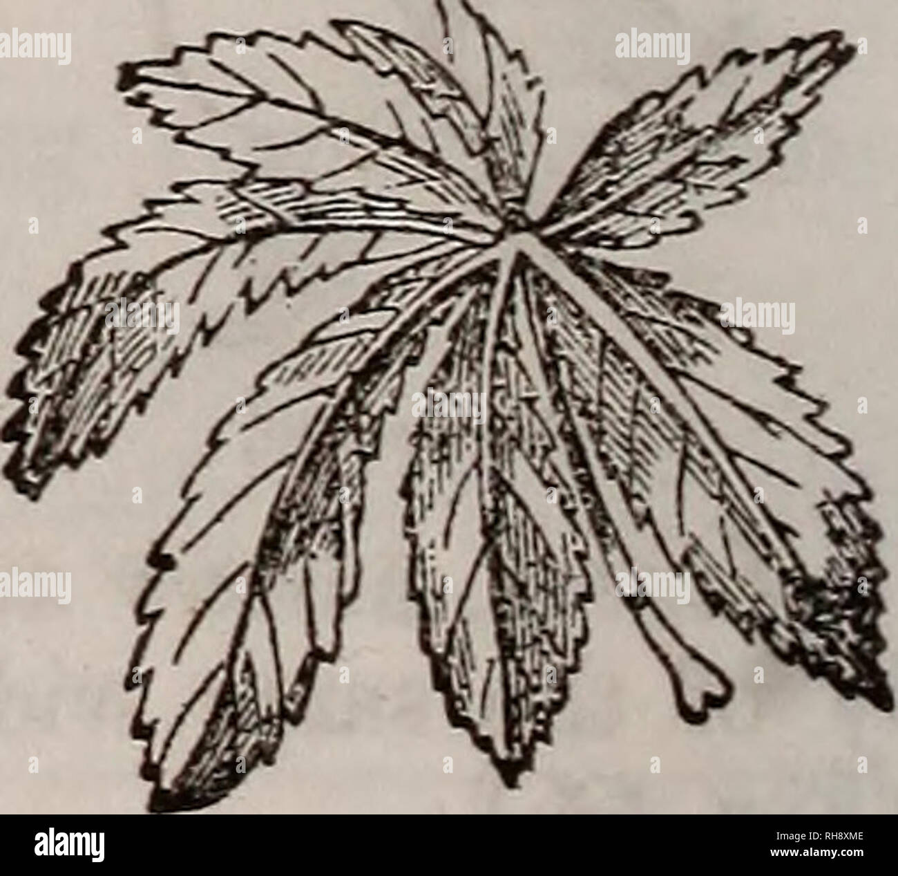 Pedate leaves hi-res stock photography and images - Alamy