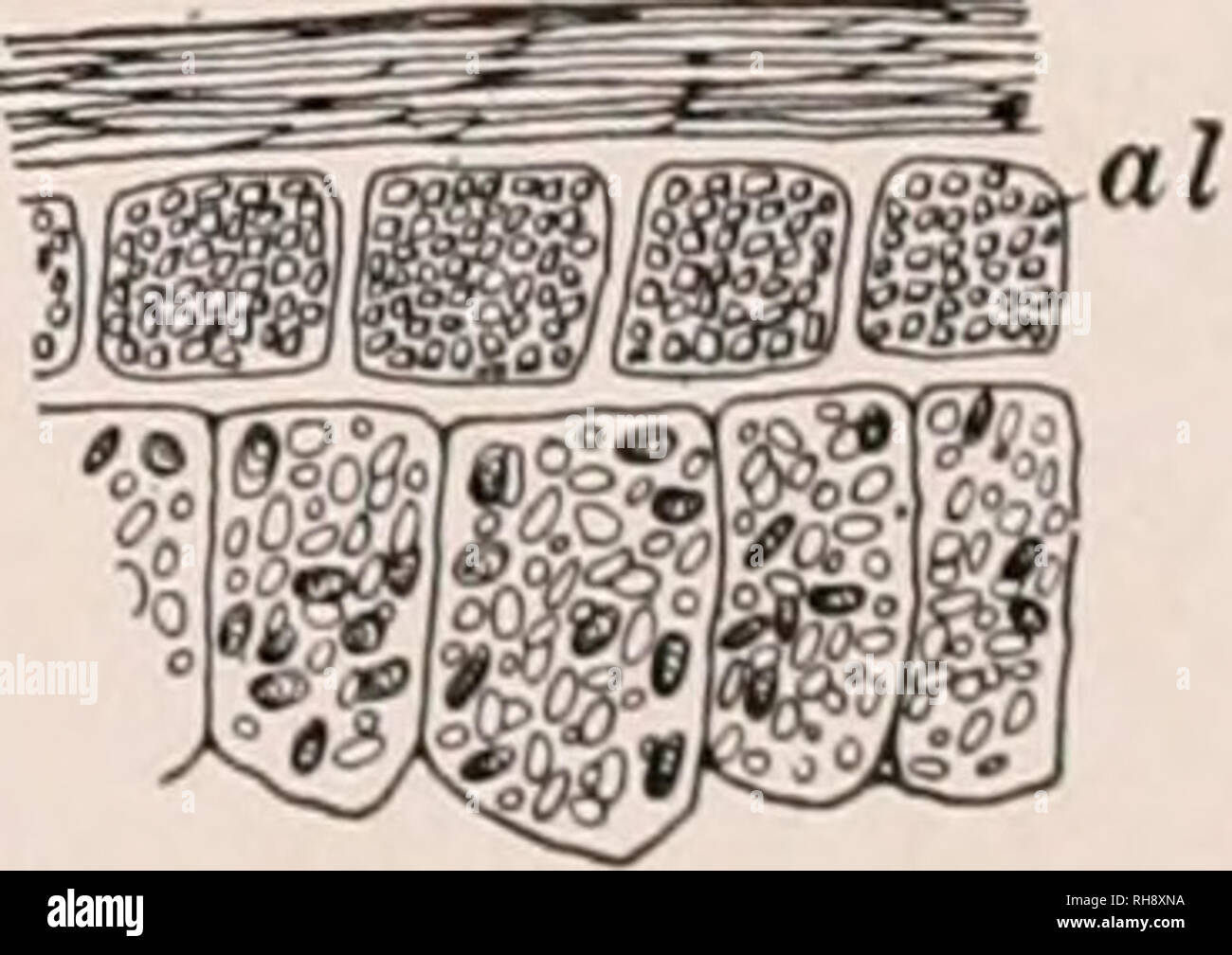 . Botany; an elementary text for schools. Plants. STARCH — PROTEIN 249 ...