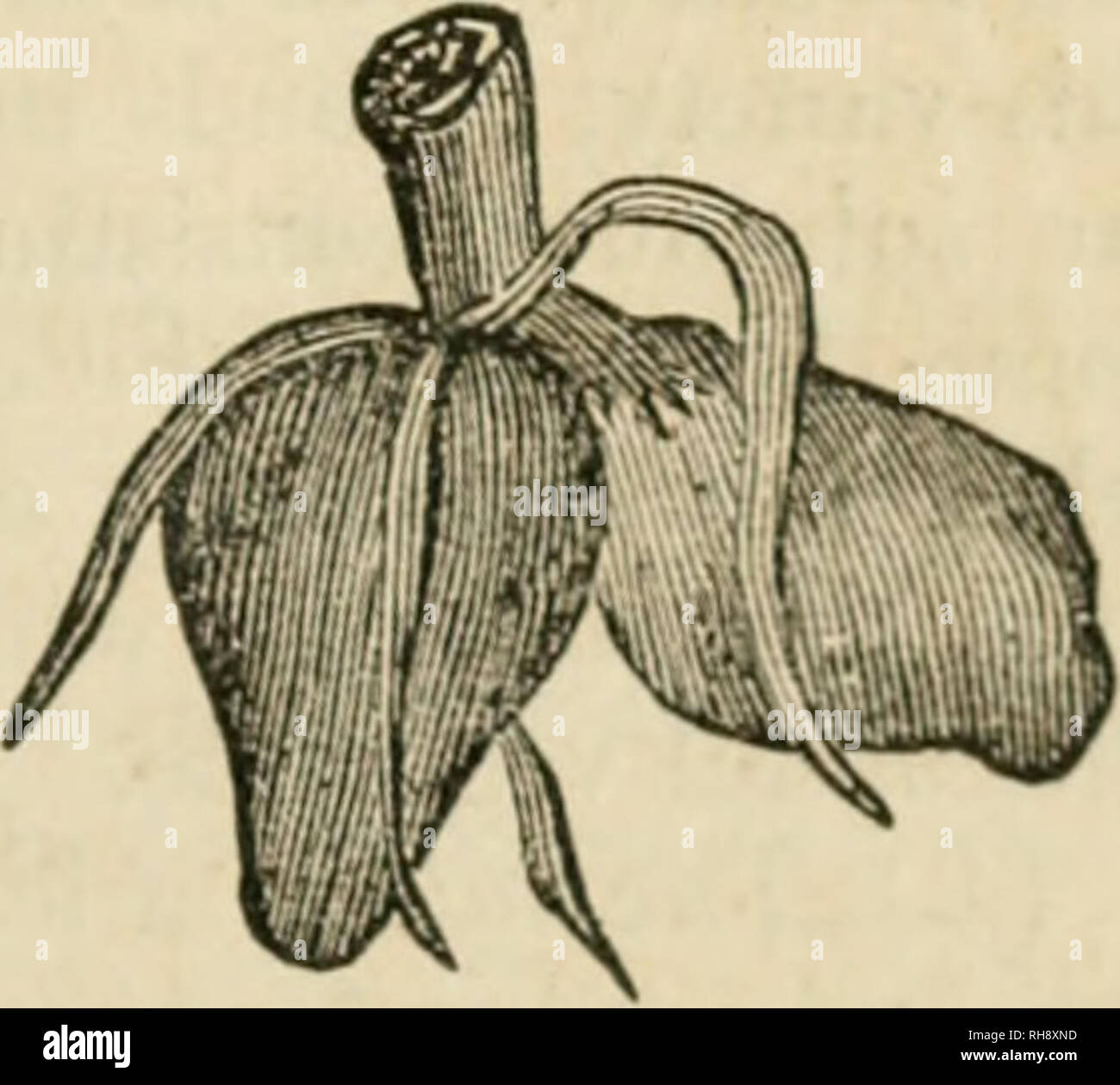 Napiform Root High Resolution Stock Photography and Images - Alamy