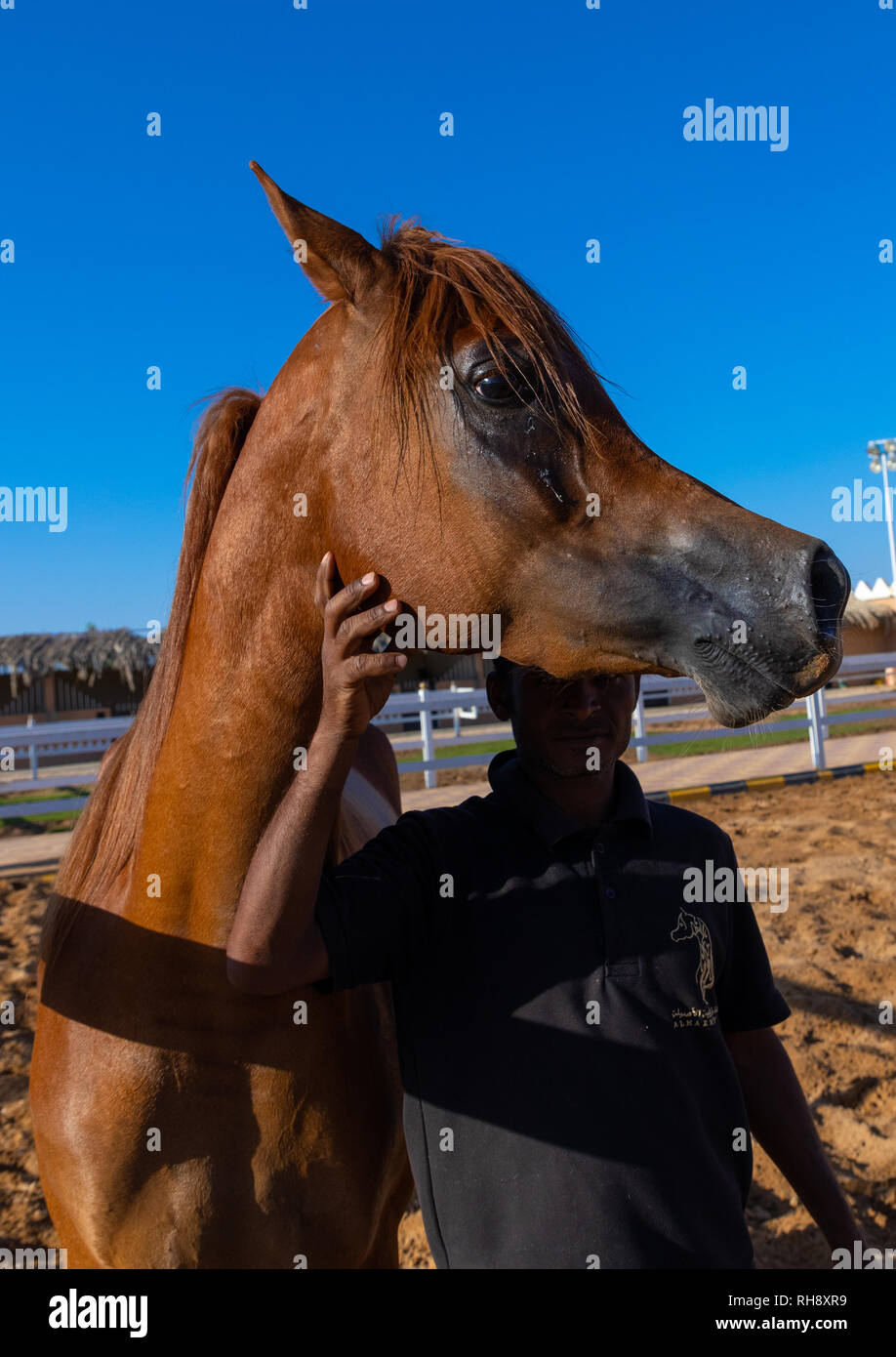 Arabian horse in alhazm stud, Najran Province, Khubash, Saudi Arabia ...