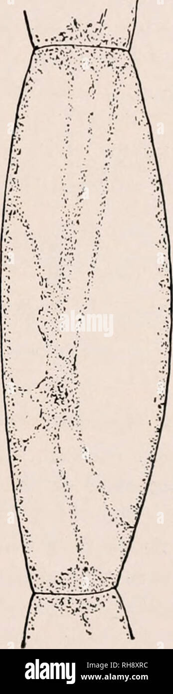 Staminal cells hi-res stock photography and images - Alamy