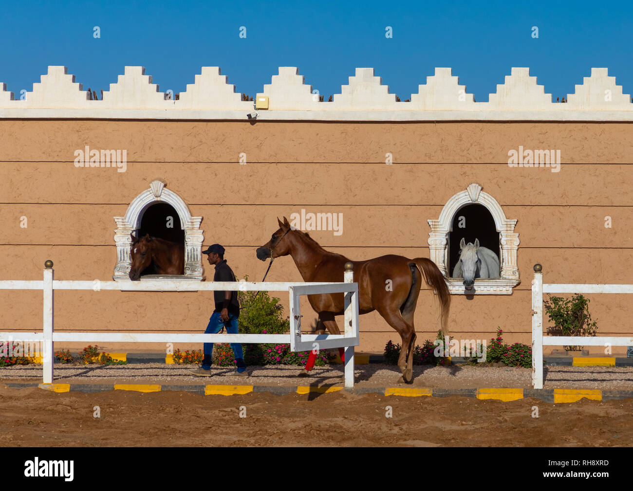 Arabian horse in alhazm stud, Najran Province, Khubash, Saudi Arabia ...