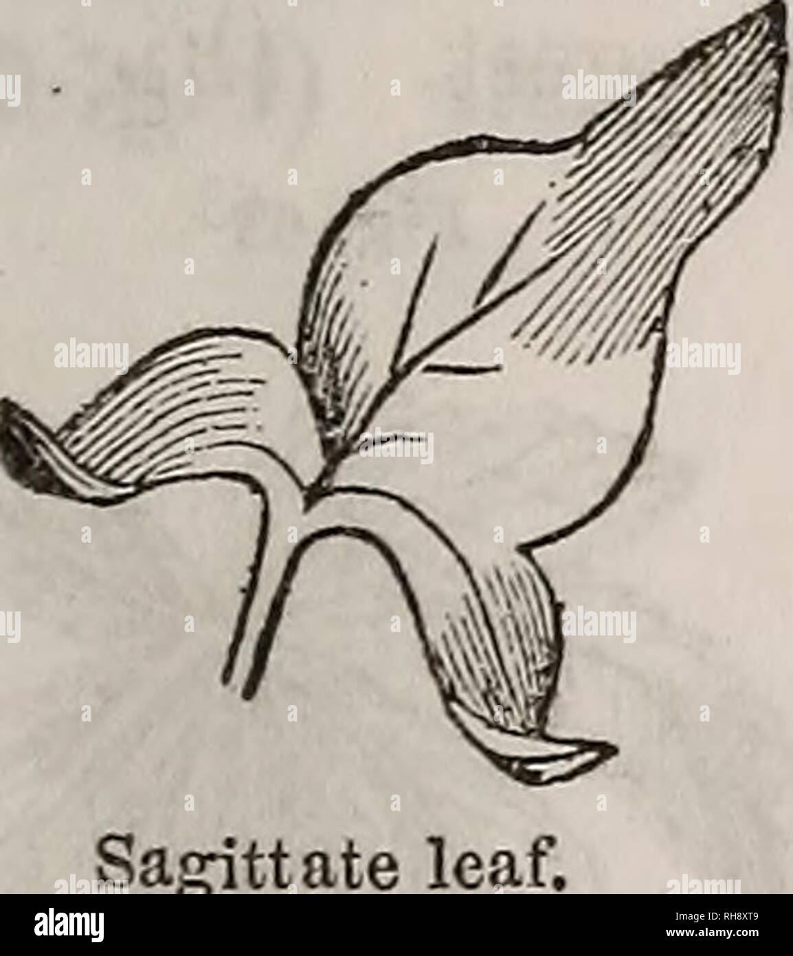 Sagittate shape hi-res stock photography and images - Alamy