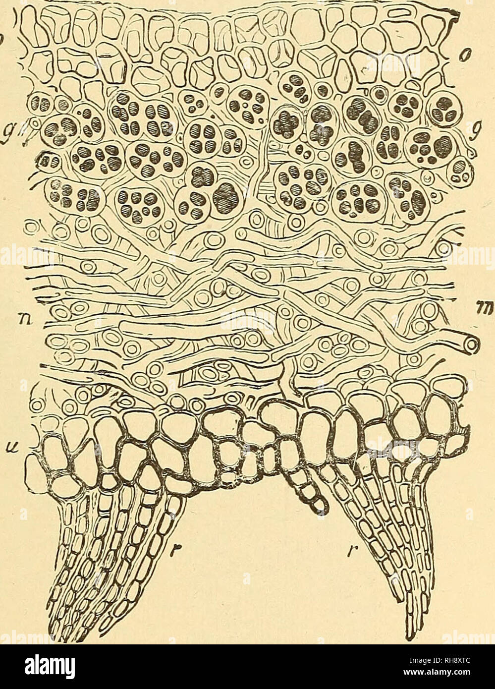 Perithecia genera hi-res stock photography and images - Alamy