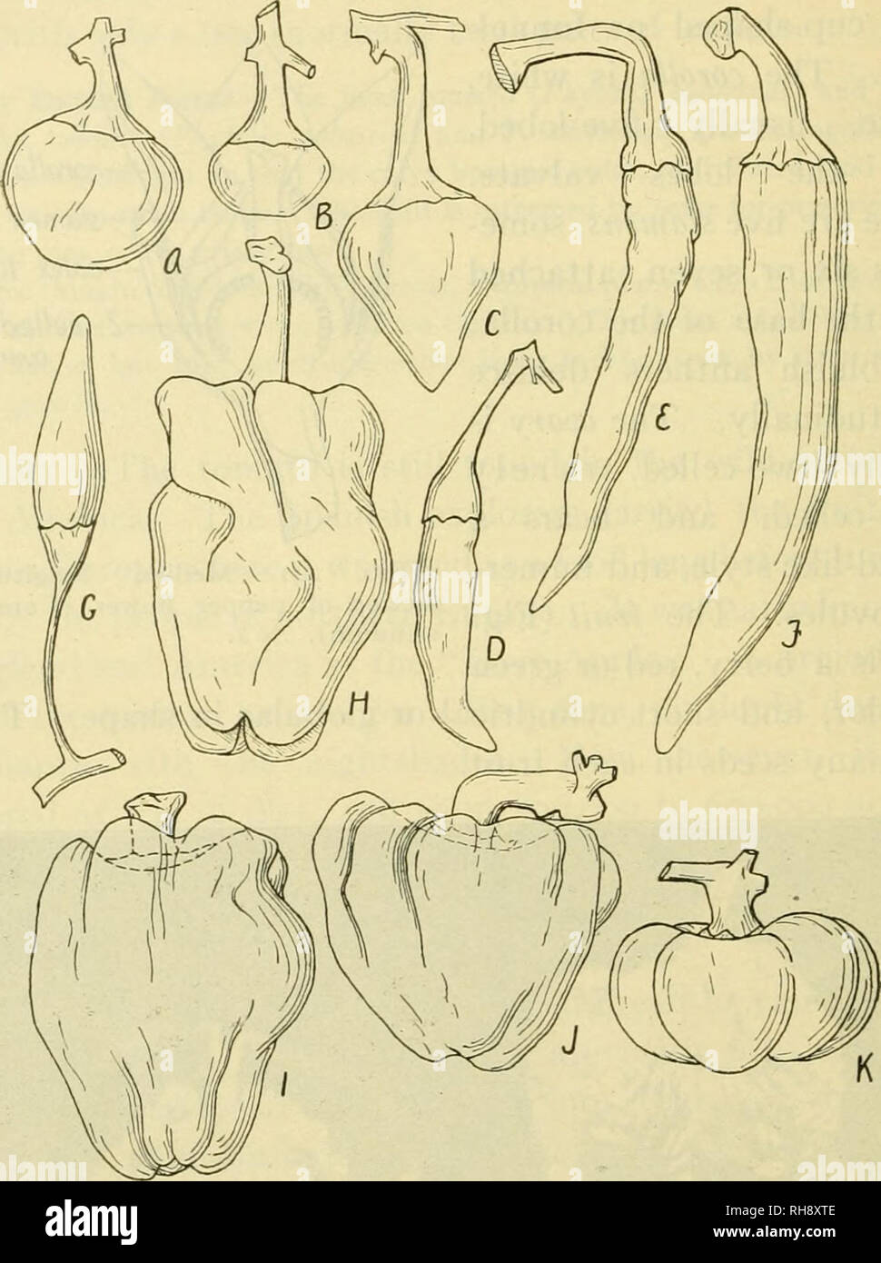 Capsicum longum hi-res stock photography and images - Alamy