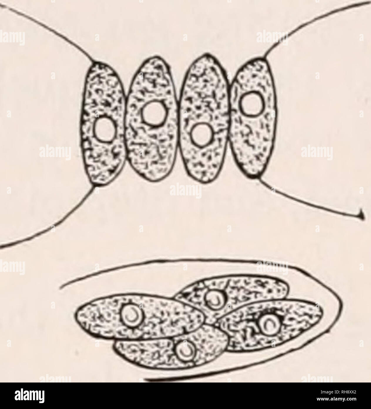. Botany for agricultural students. Plants. 308 THALLOPHYTES. one of ...