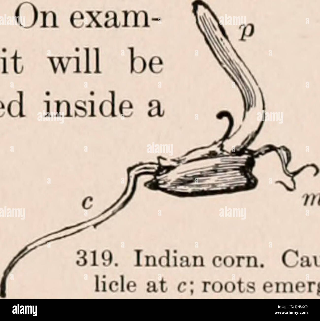 Kernel function hi-res stock photography and images - Alamy