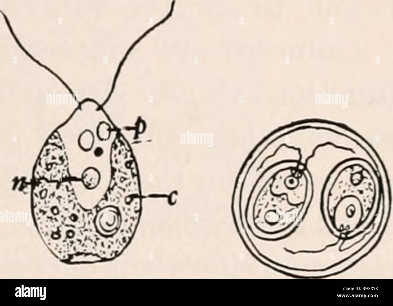 Chlamydomonas microscope hi-res stock photography and images - Alamy