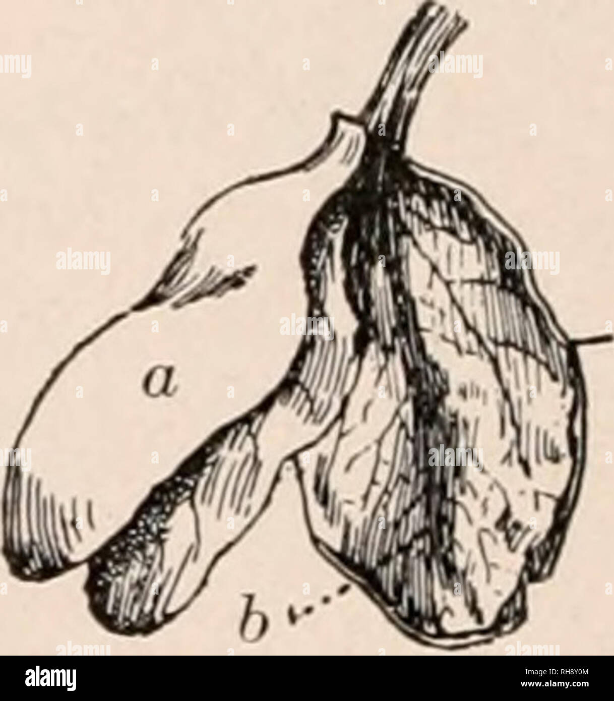 Cotyl hi-res stock photography and images - Alamy