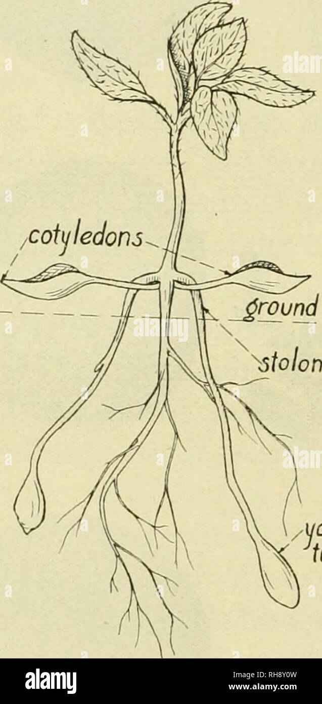 Unbranched stems hi-res stock photography and images - Alamy