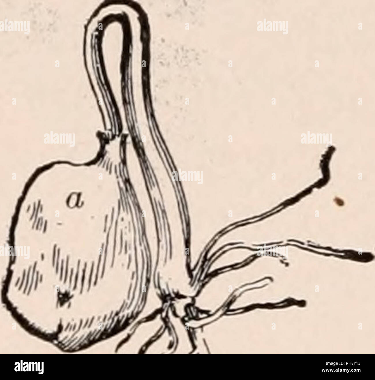 Epigeal germination hi-res stock photography and images - Alamy