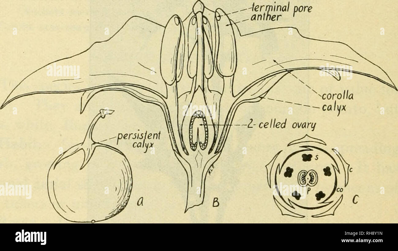 Simple leaf complexity hi-res stock photography and images - Alamy