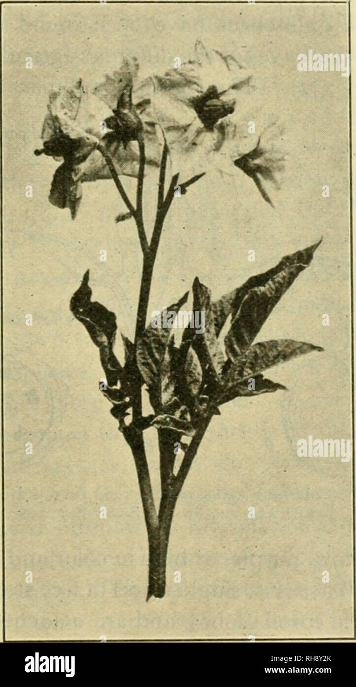 Leaflets vary hi-res stock photography and images - Alamy