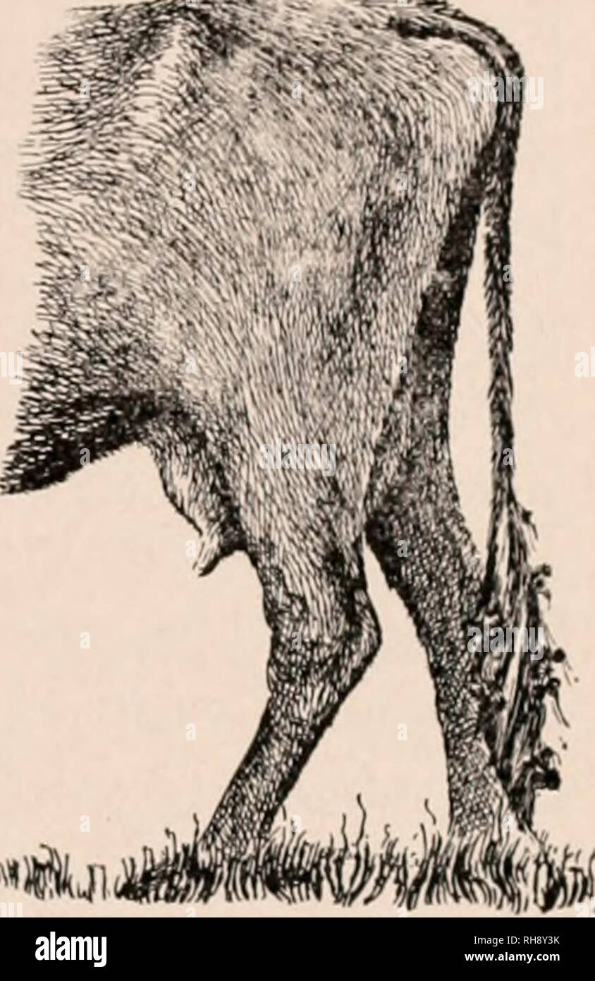 Burdocks cow hi-res stock photography and images - Alamy