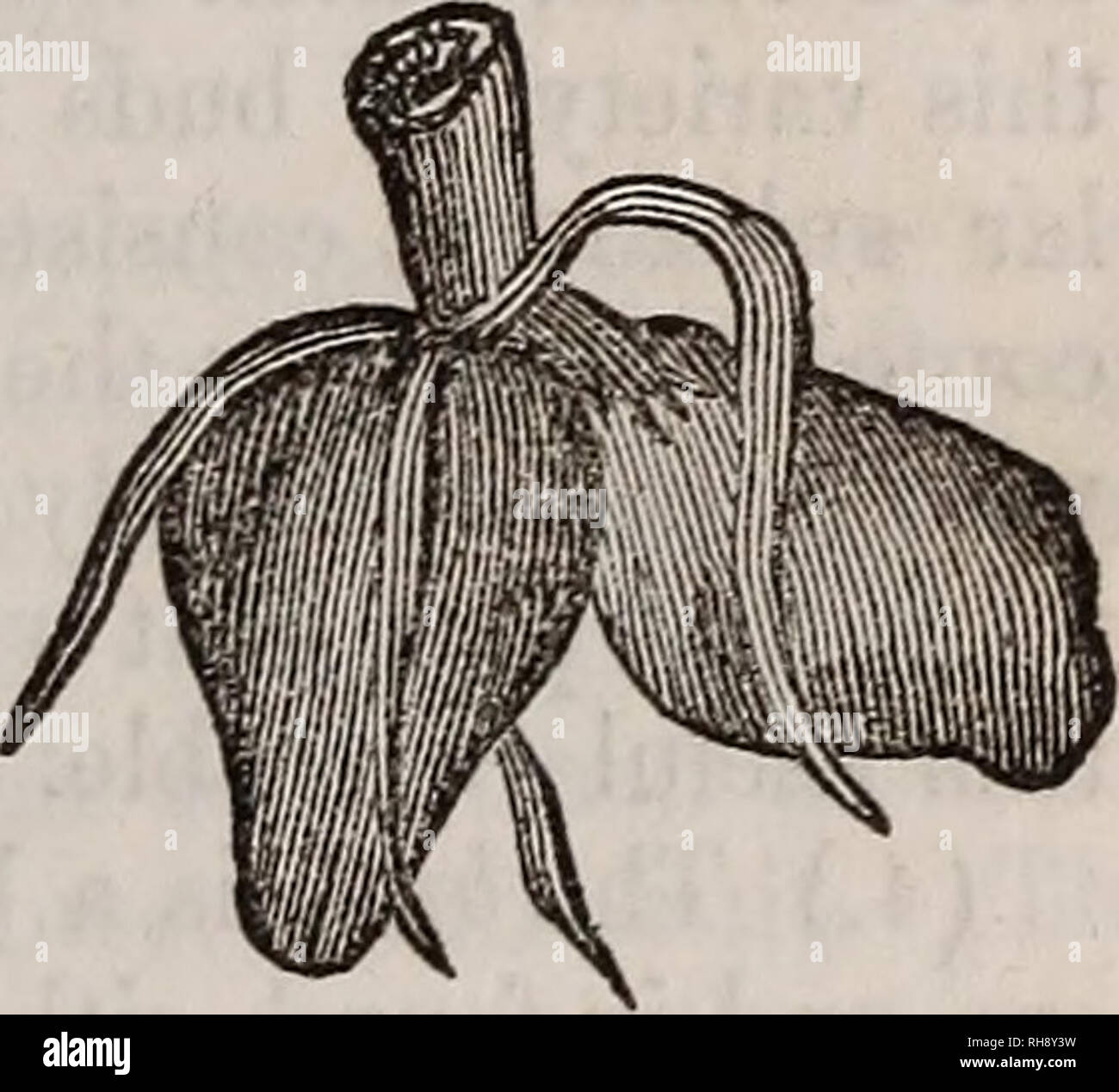 Napiform Root High Resolution Stock Photography and Images - Alamy