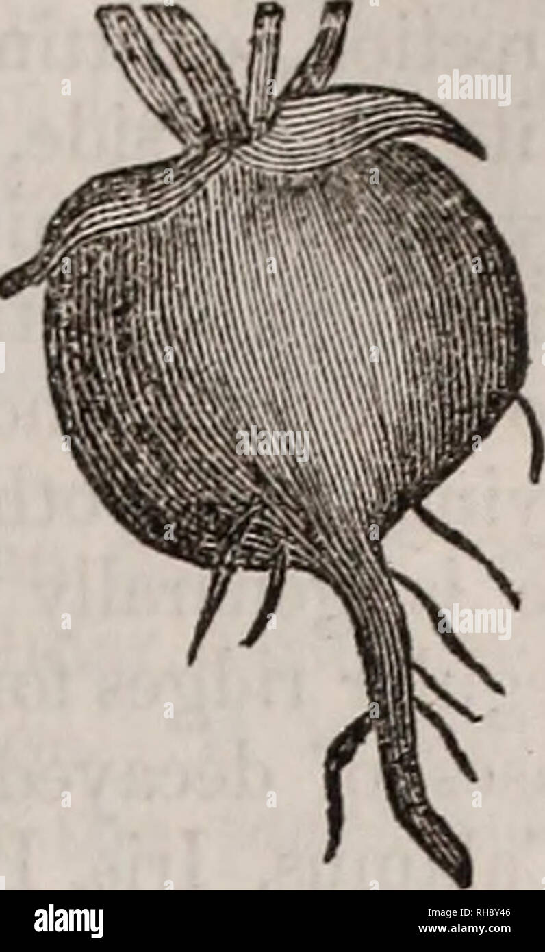 Napiform root hi-res stock photography and images - Alamy