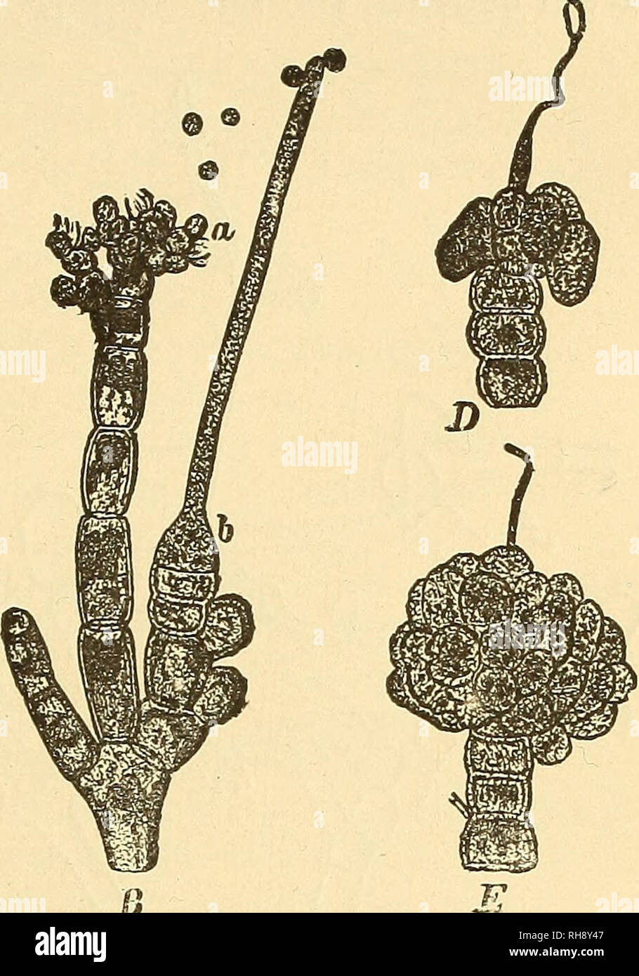 Nemalion hi-res stock photography and images - Alamy