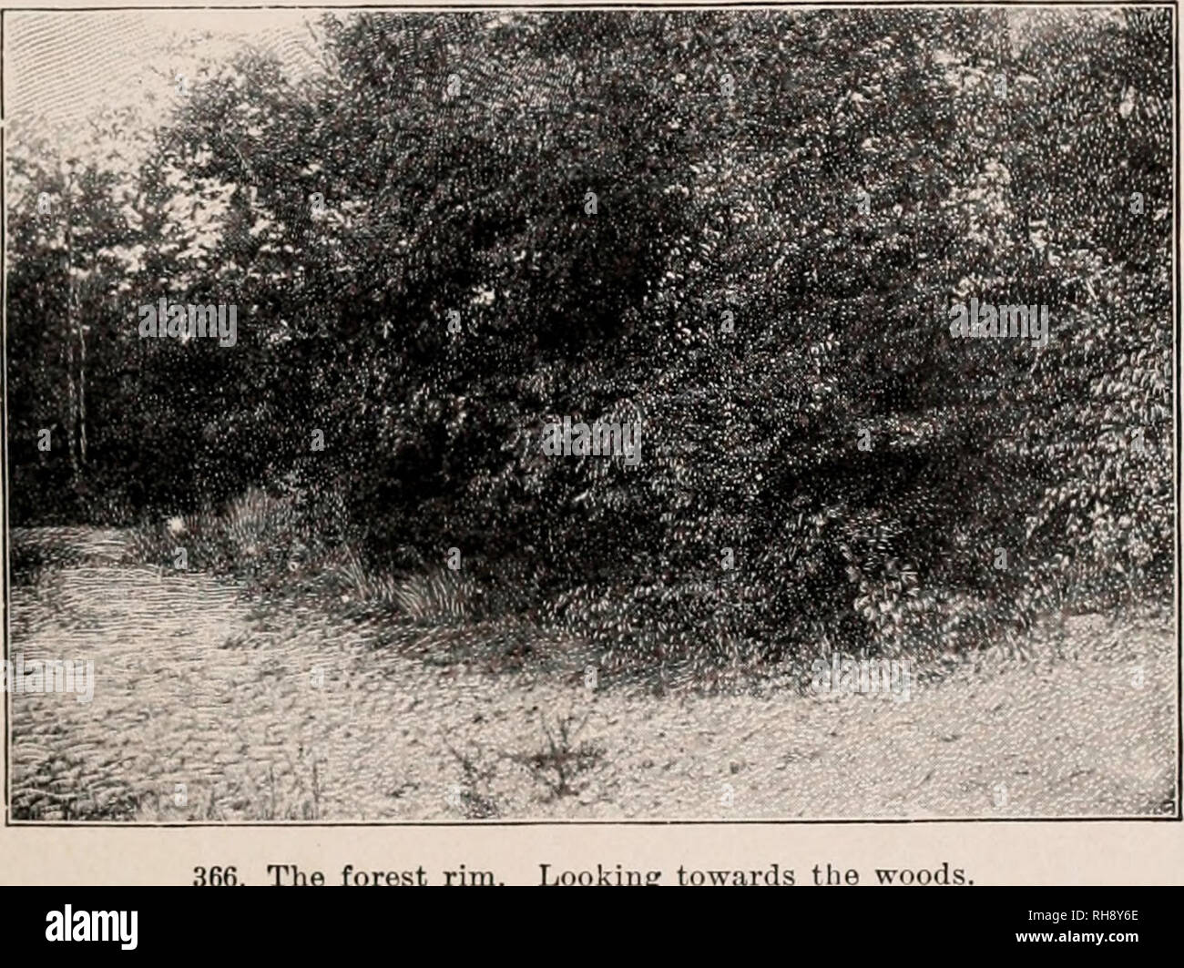 Plants competing for light hi-res stock photography and images - Alamy
