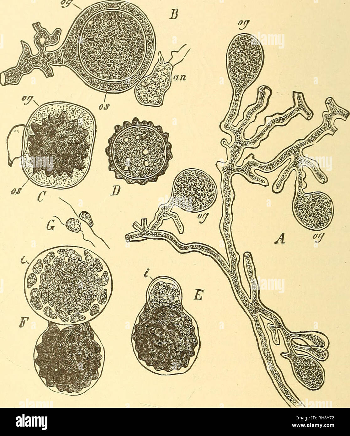 Endospore section hi-res stock photography and images - Alamy