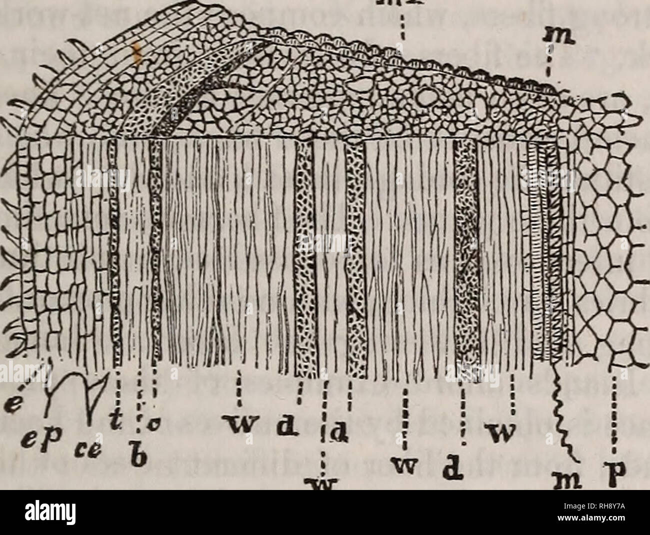 . Botany of the southern states. In two parts. Botany. THE BARK. 25 ...
