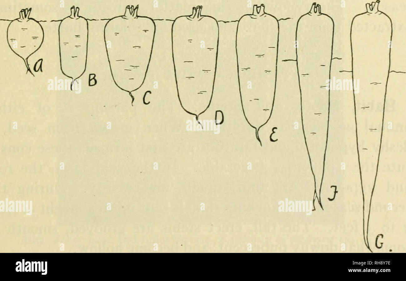 Primary and secondary spines hi-res stock photography and images - Alamy