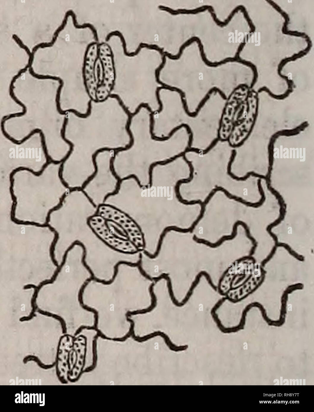 . Botany of the southern states. In two parts. Botany. 22 CUTICLE AND ...