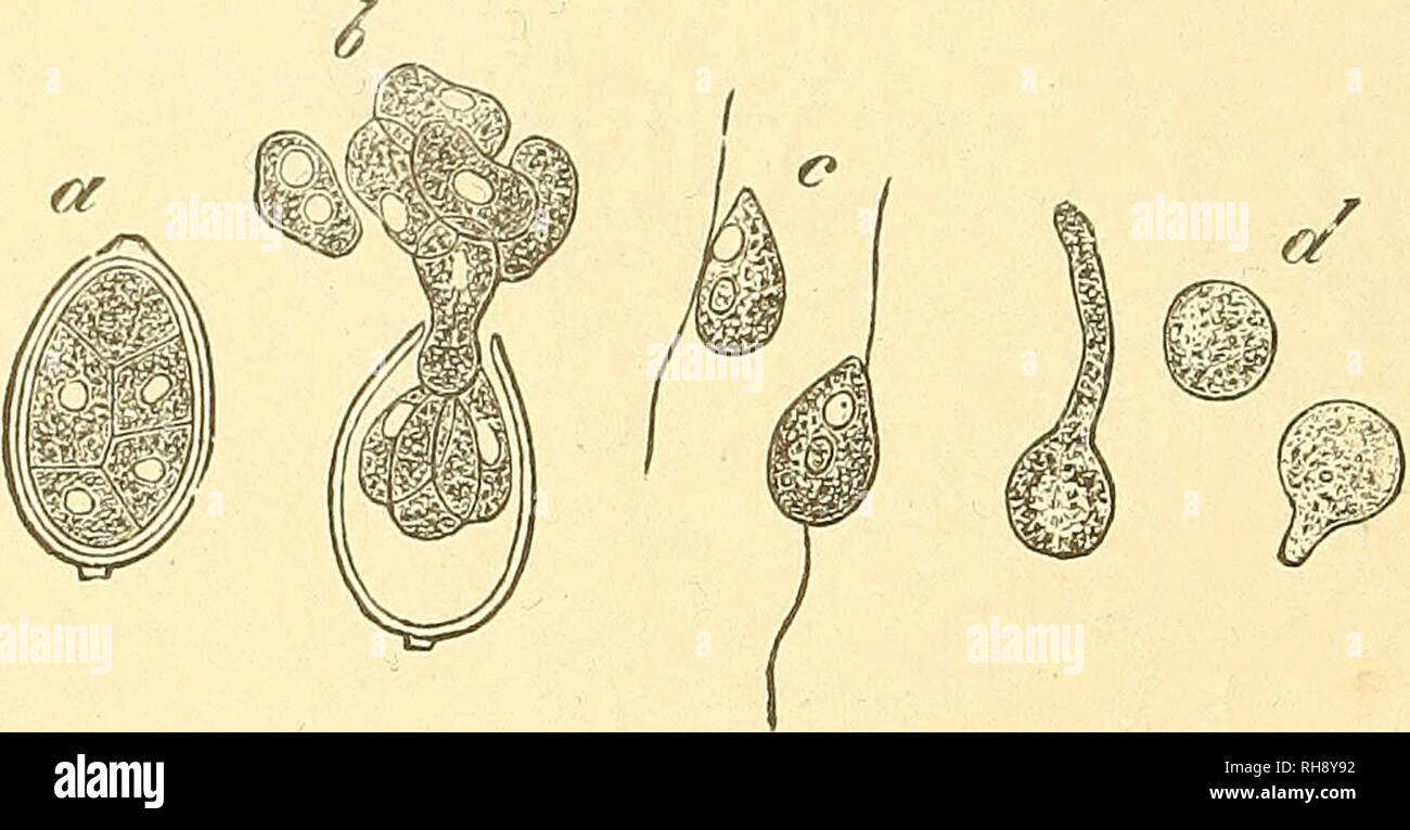 . Botany for high schools and colleges. Botany. 2G0 BOTANY. the conidia ...