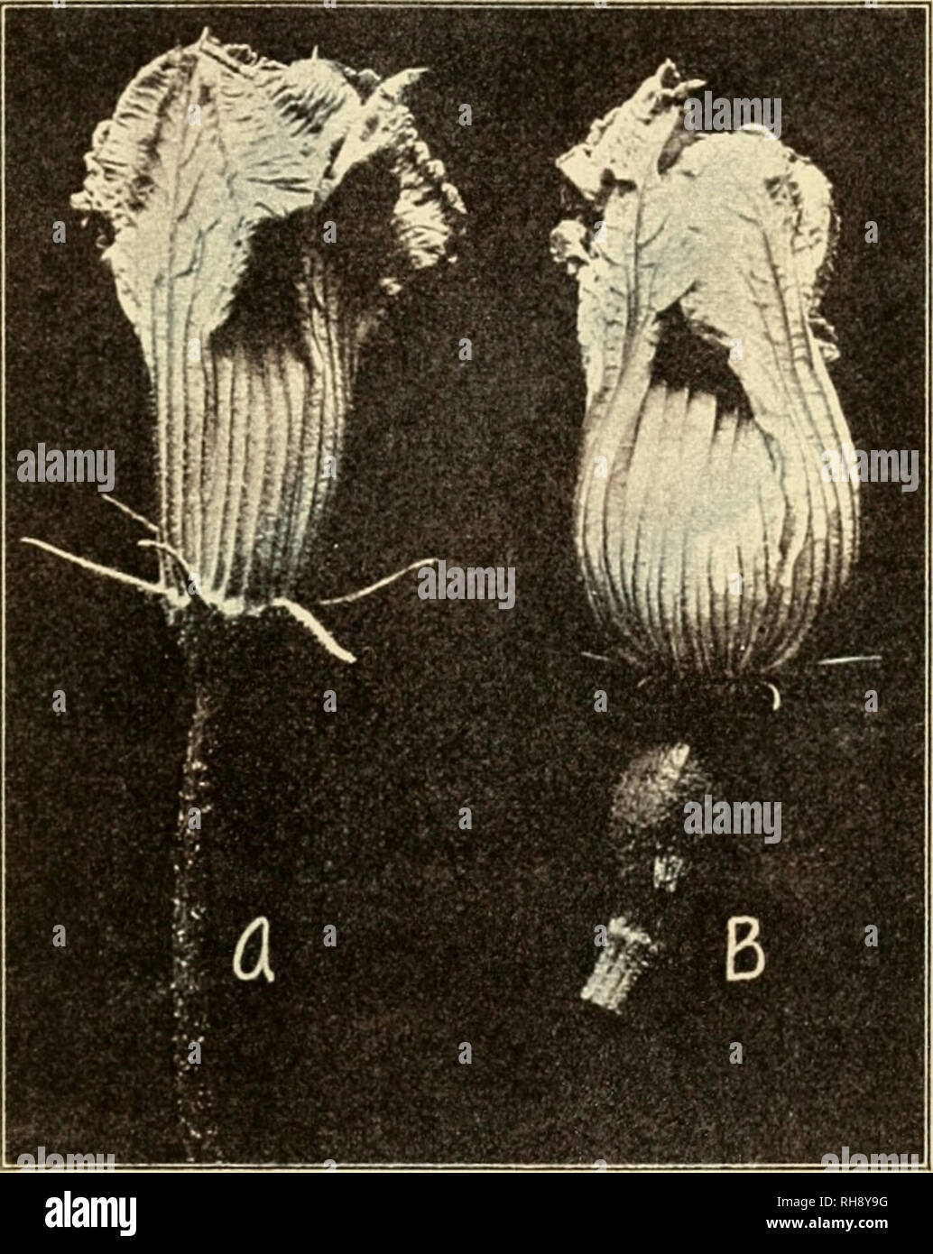 Cucurbita pepo l hi-res stock photography and images - Alamy