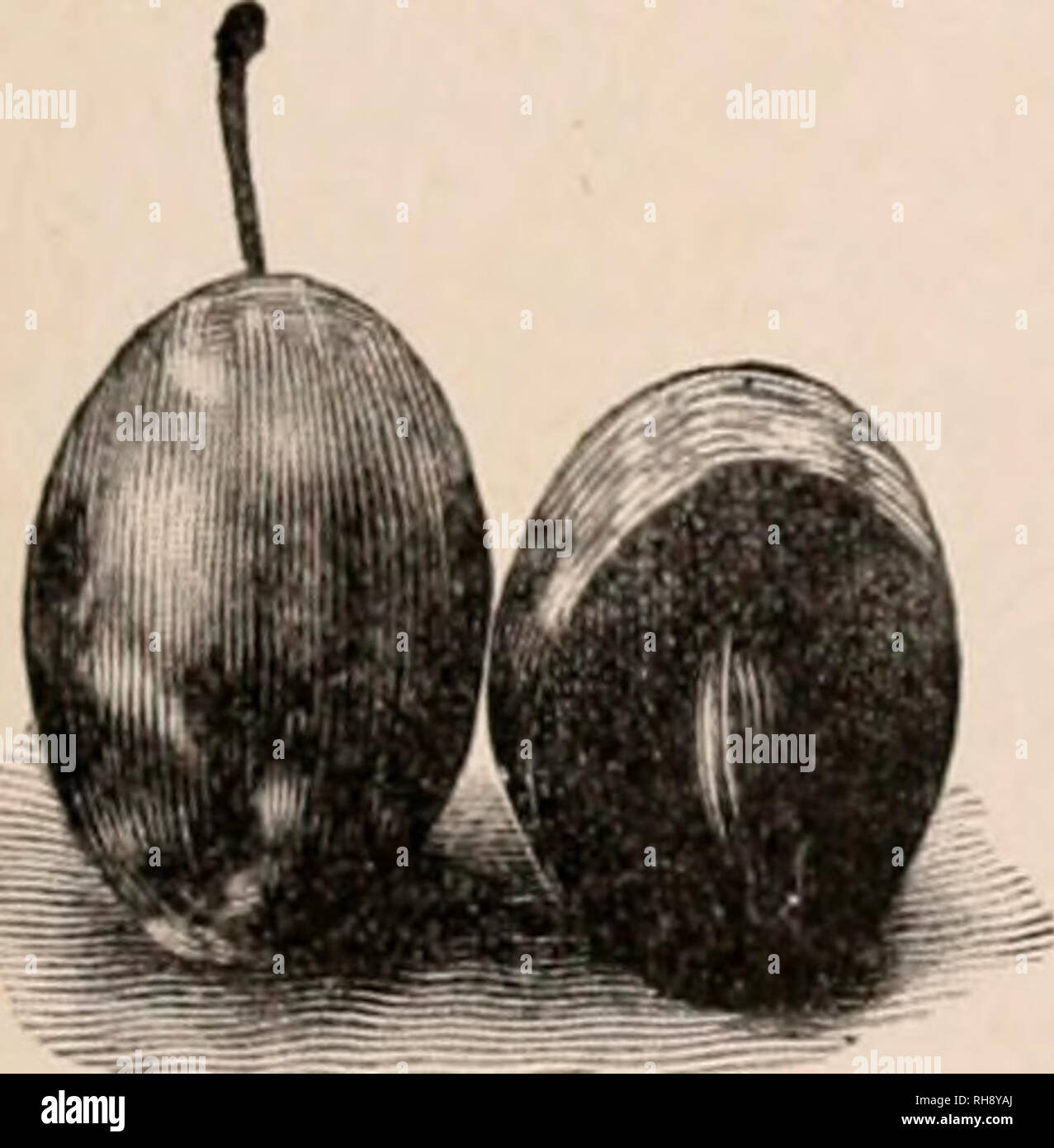 Drupe Fruit Examples