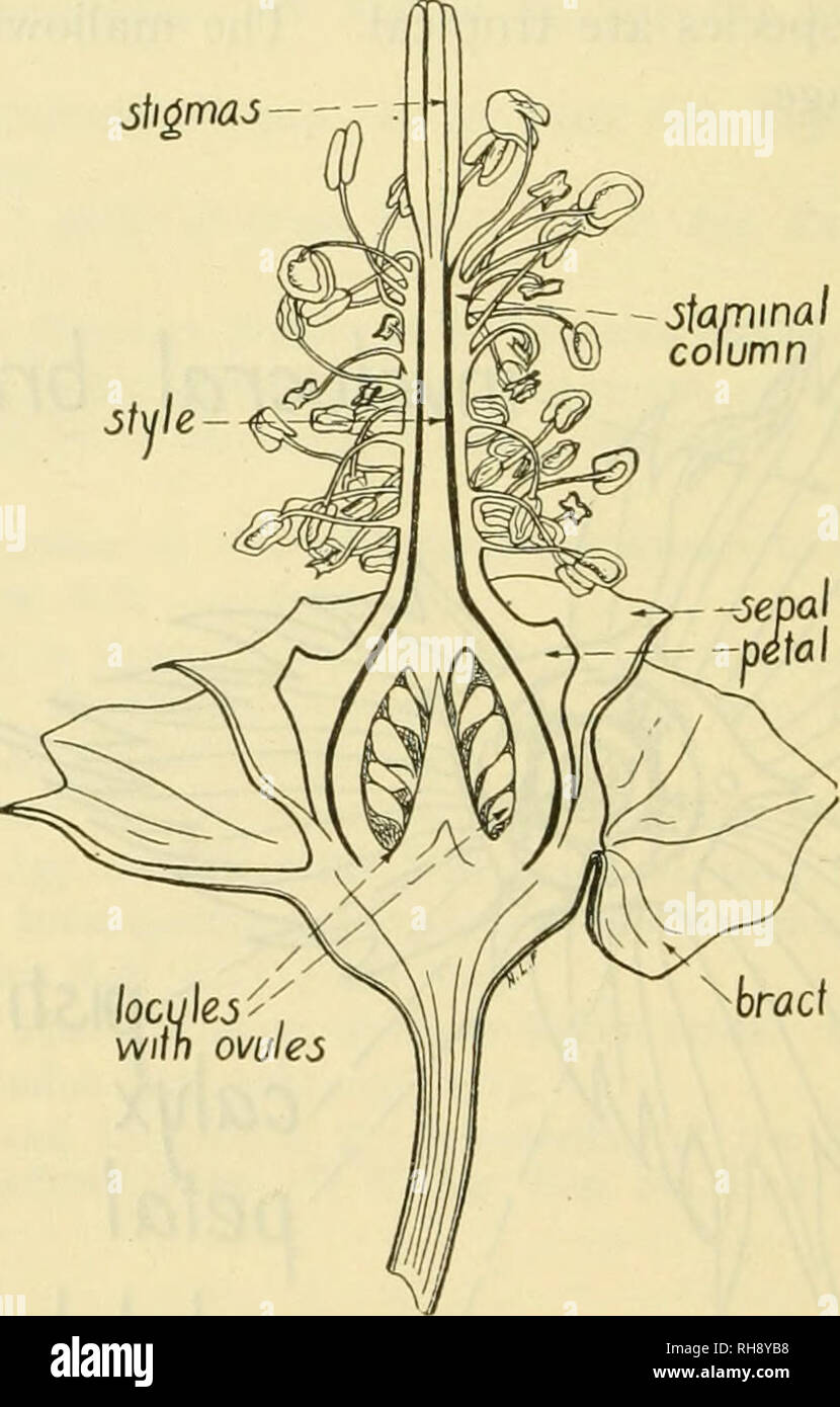 Involu hi-res stock photography and images - Alamy