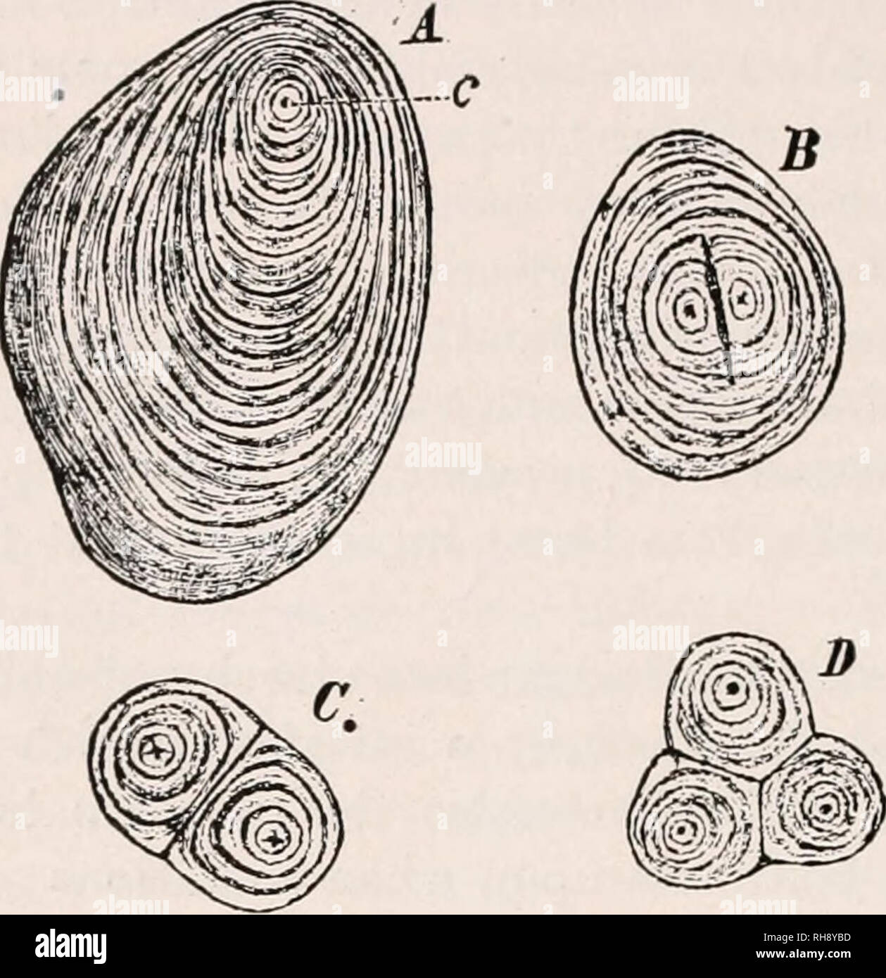 Leaf starch test hi-res stock photography and images - Alamy