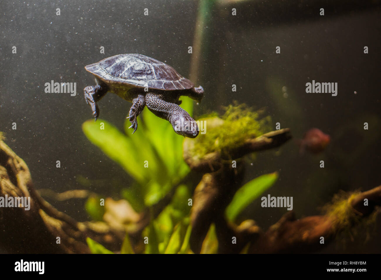 Tank turtle aquarium hi-res stock photography and images - Alamy