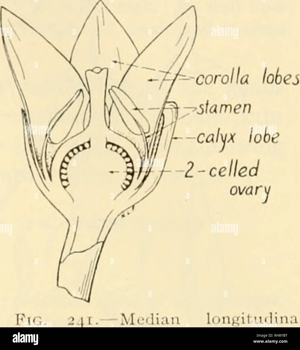 Five lobed funnel shaped corolla hi-res stock photography and images ...