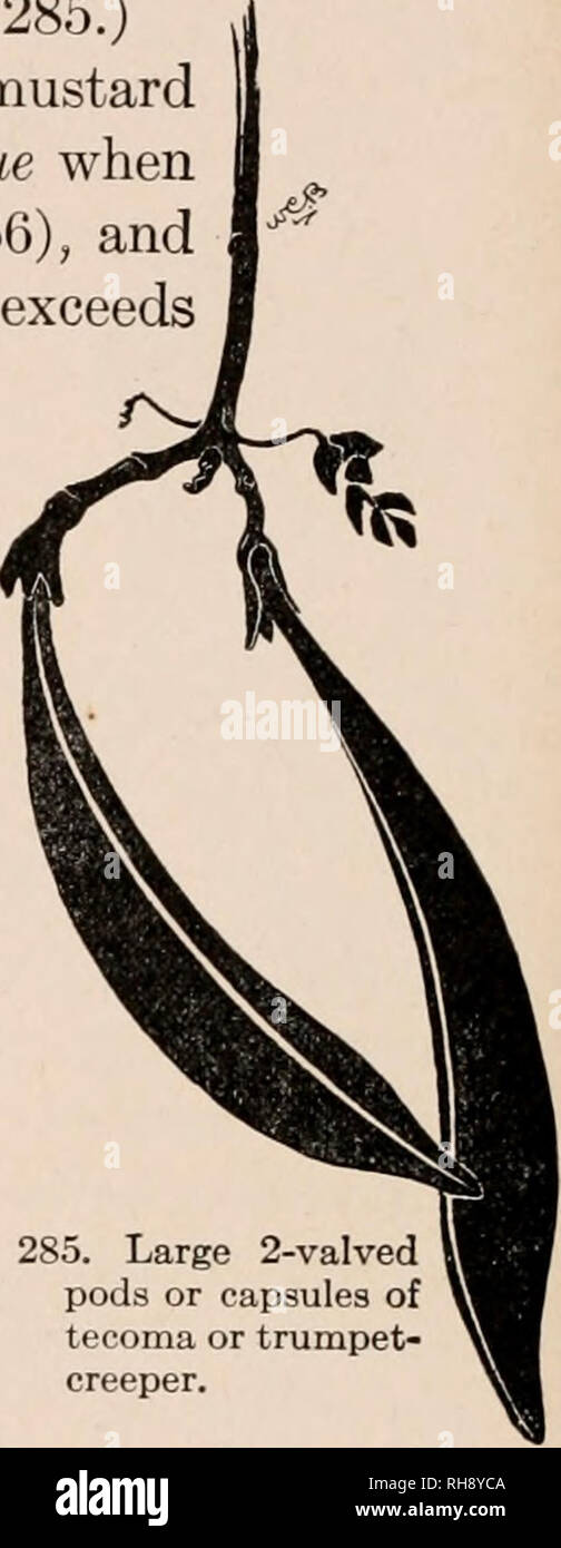 . Botany for secondary schools; a guide to the knowledge of the ...