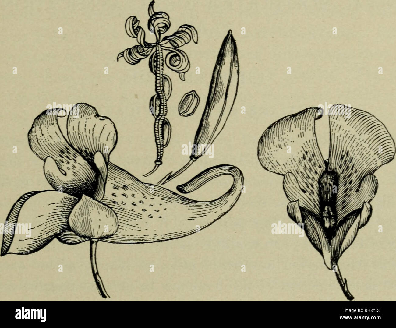 Spiral Seed Pods High Resolution Stock Photography and Images - Alamy