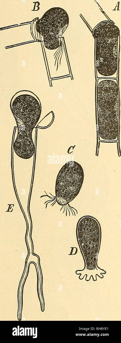Agamogenesis Asexual Reproduction